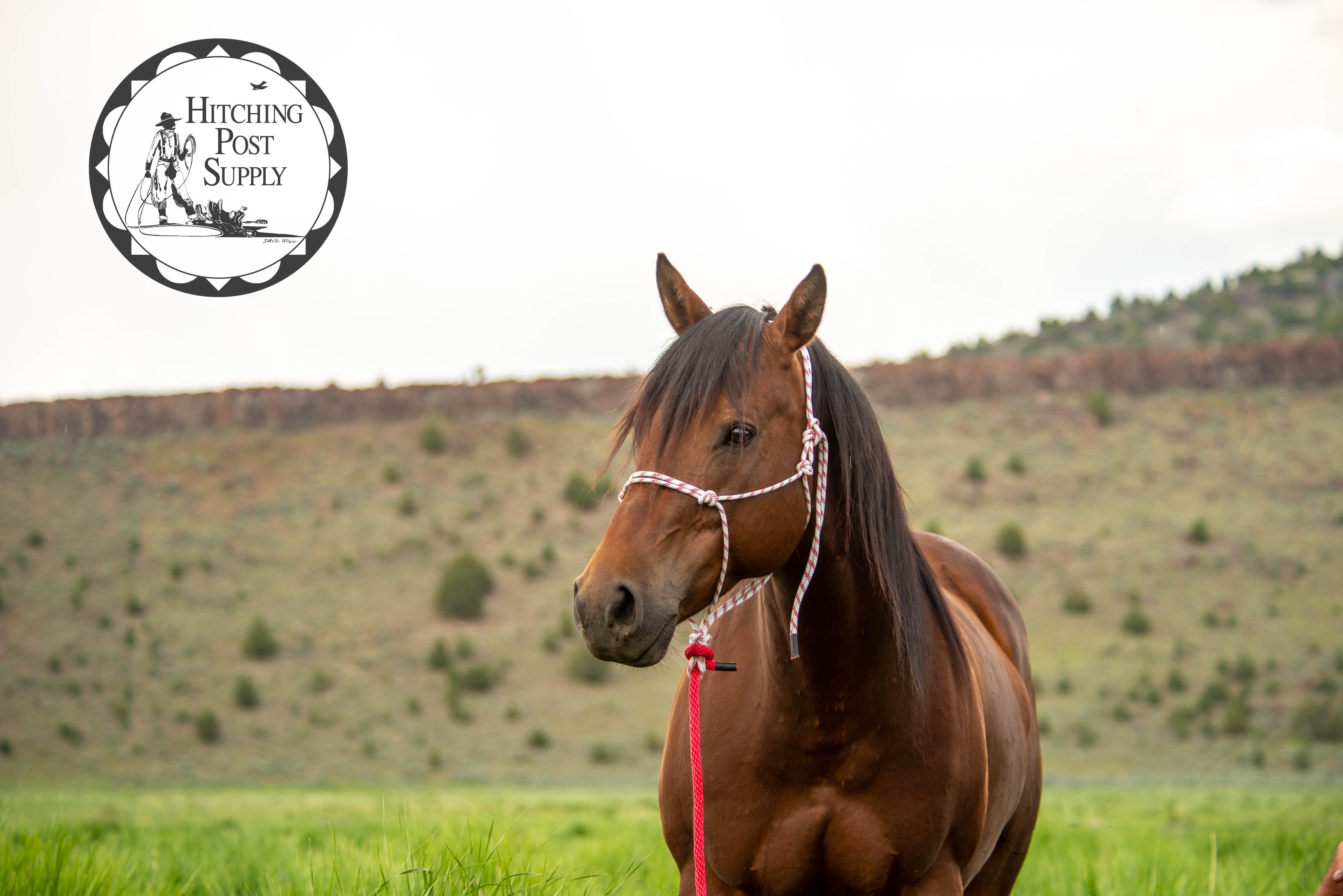 Cowboy Rope Halter with 12 Foot Lead & Latigo Popper – Hitching Post Supply