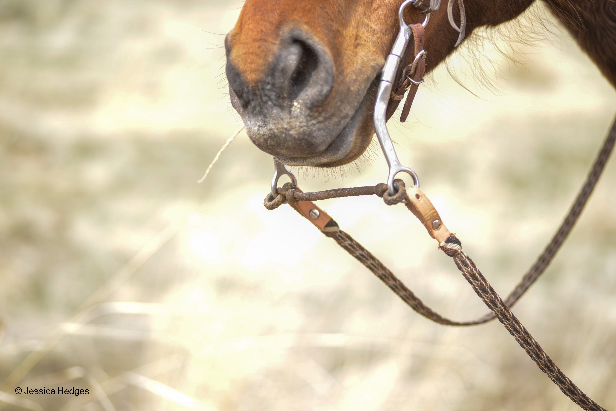 Rawhide Bit Hobble – Hitching Post Supply